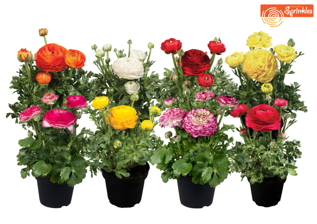 Sprinkles Mix - Mixed | Peoria Gardens, Inc.