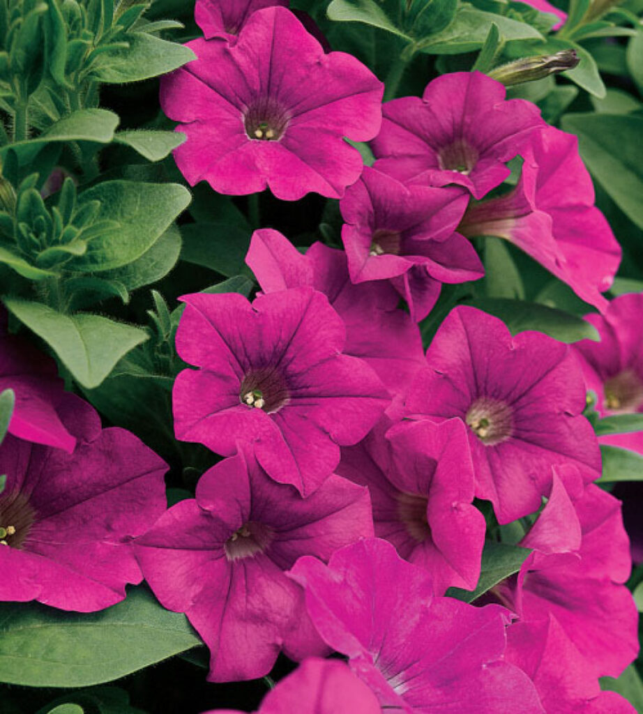 Surfinia Brilliant Pink - Hot pink | Peoria Gardens, Inc.