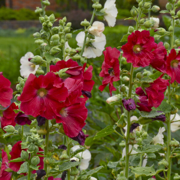 Category: Perennials | Peoria Gardens, Inc.