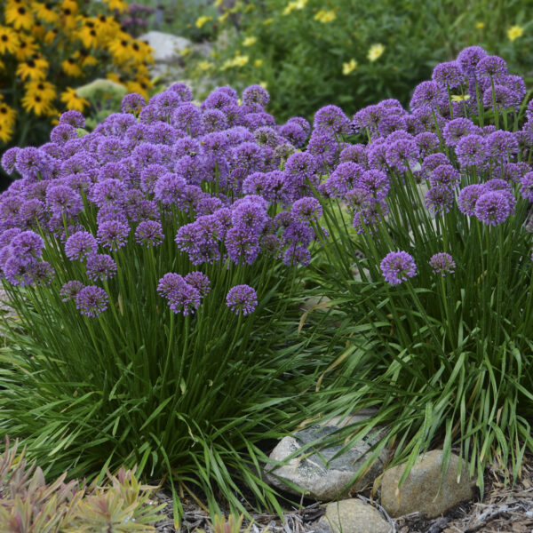 Category: Perennials | Peoria Gardens, Inc.