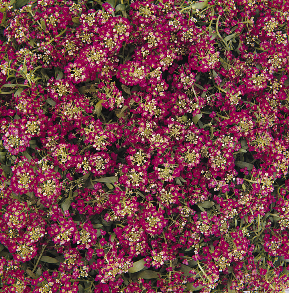 Deep Rose - Rose | Peoria Gardens, Inc.
