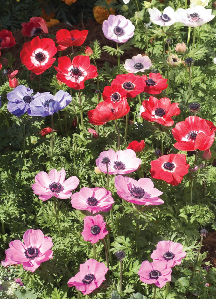 Harmony - Mixed | Peoria Gardens, Inc.