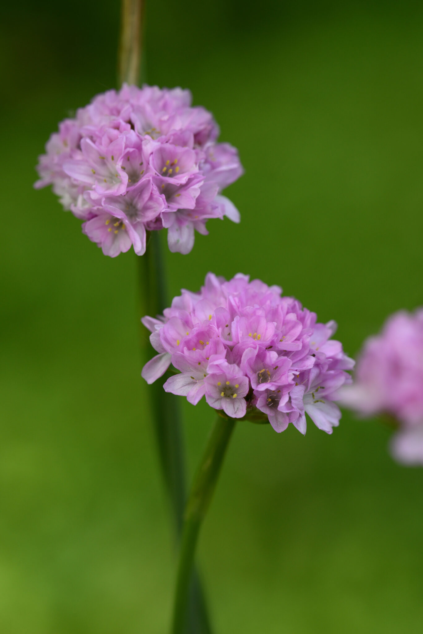 Dreameria® Sweet Dreams - Lavender-Mauve | Peoria Gardens, Inc.