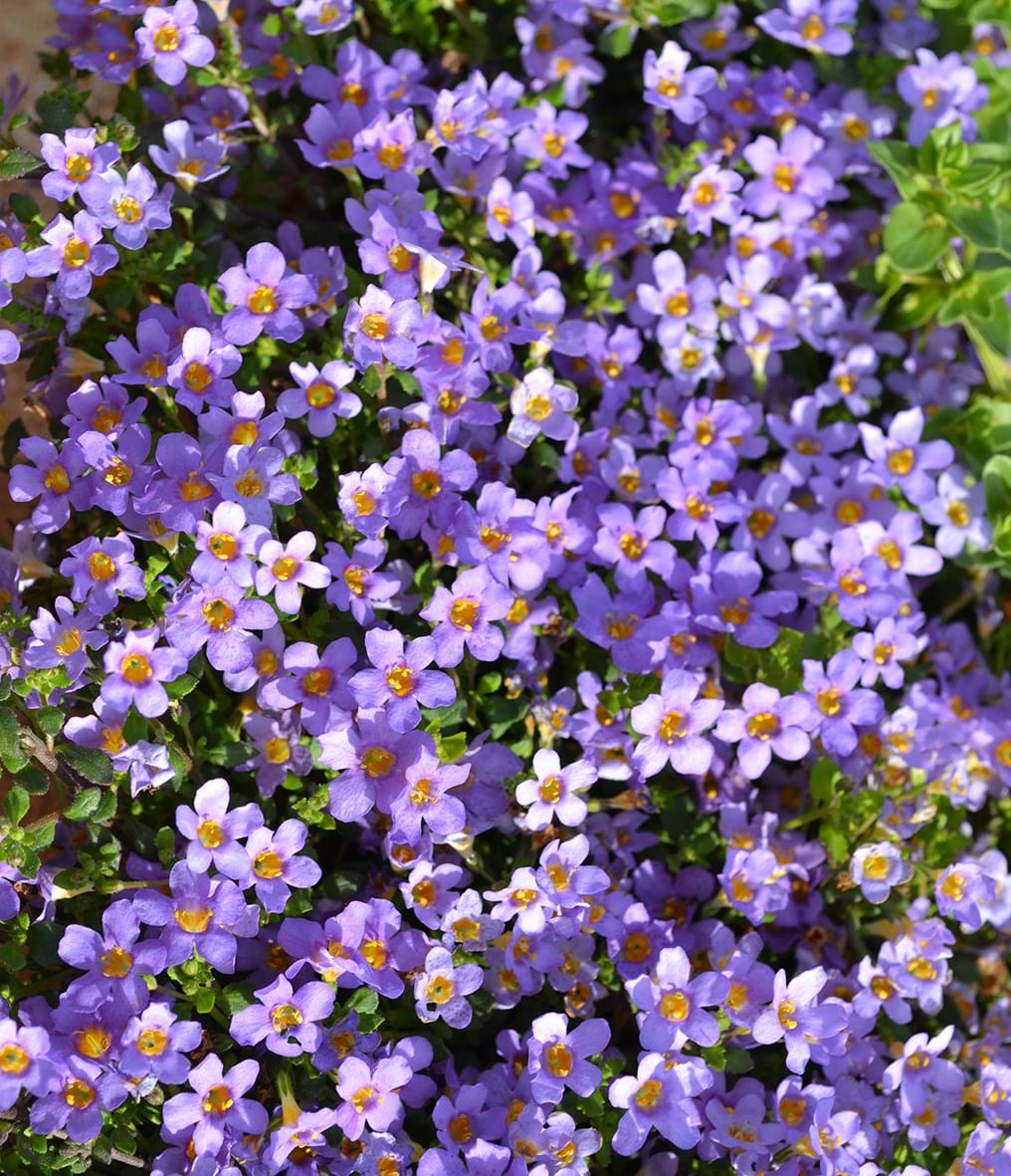 Blutopia Blue - Blue | Peoria Gardens, Inc.