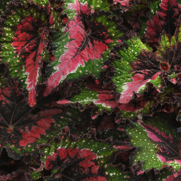 Category: Premiums | Peoria Gardens, Inc.