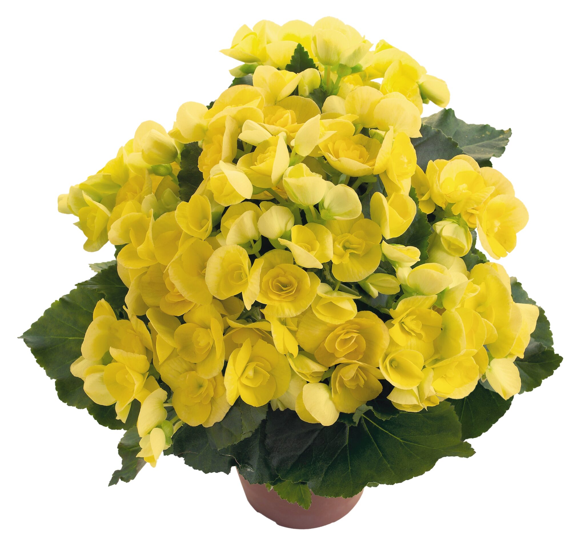 Rieger Blitz - Yellow | Peoria Gardens, Inc.