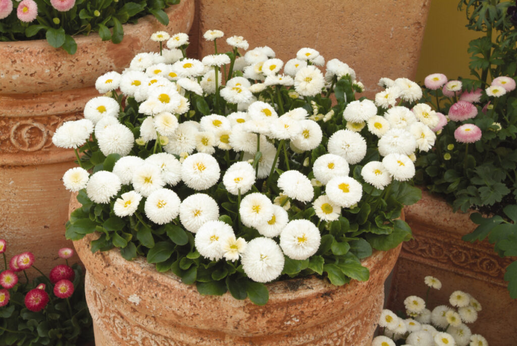 Bellissima White - White | Peoria Gardens, Inc.