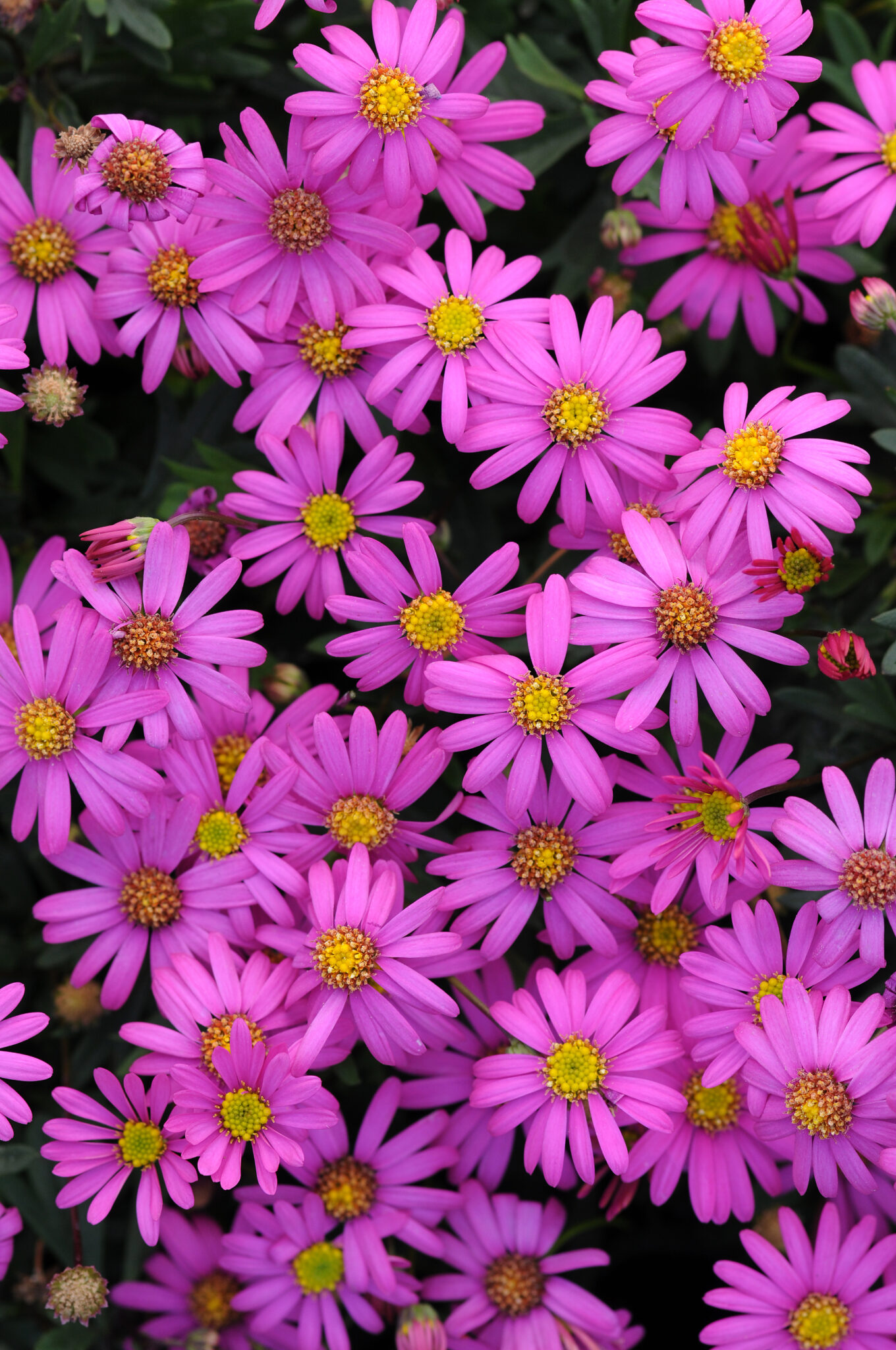 Radiant Magenta - Magenta | Peoria Gardens, Inc.