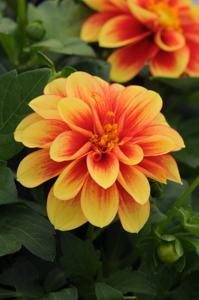 Dalaya® Yellow Red Eye - Yellow w/ Red Eye | Peoria Gardens, Inc.