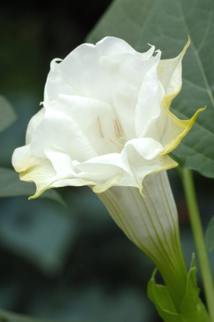 Ballerina White - White | Peoria Gardens, Inc.