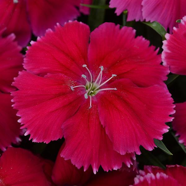 Category: Annuals | Peoria Gardens, Inc.