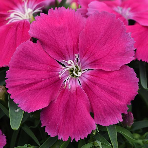 Category: Annuals | Peoria Gardens, Inc.