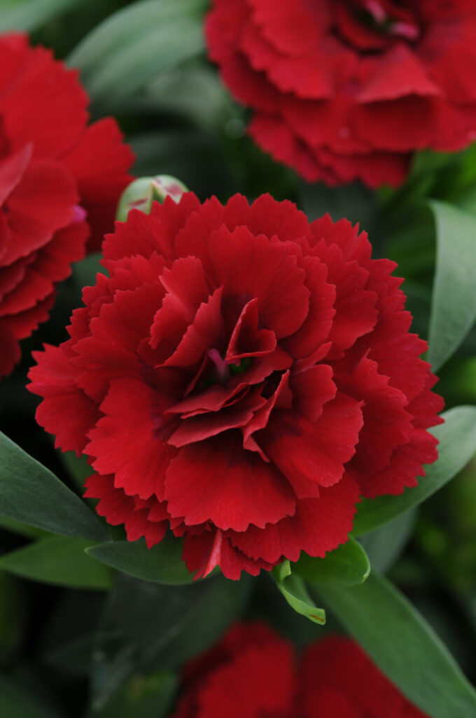 Oscar® Dark Red - Dark red | Peoria Gardens, Inc.