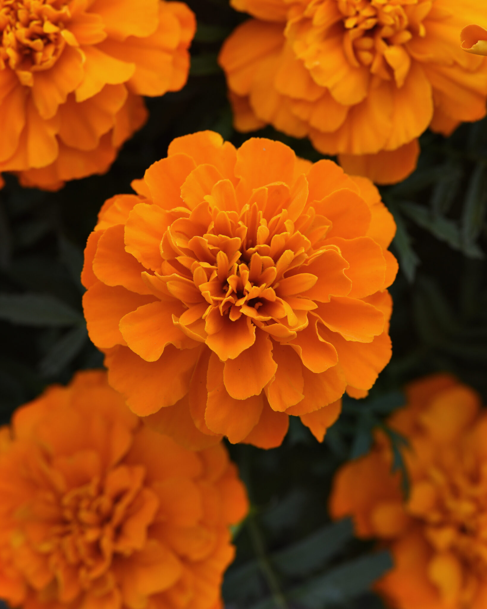 Bonanza Orange - Orange | Peoria Gardens, Inc.