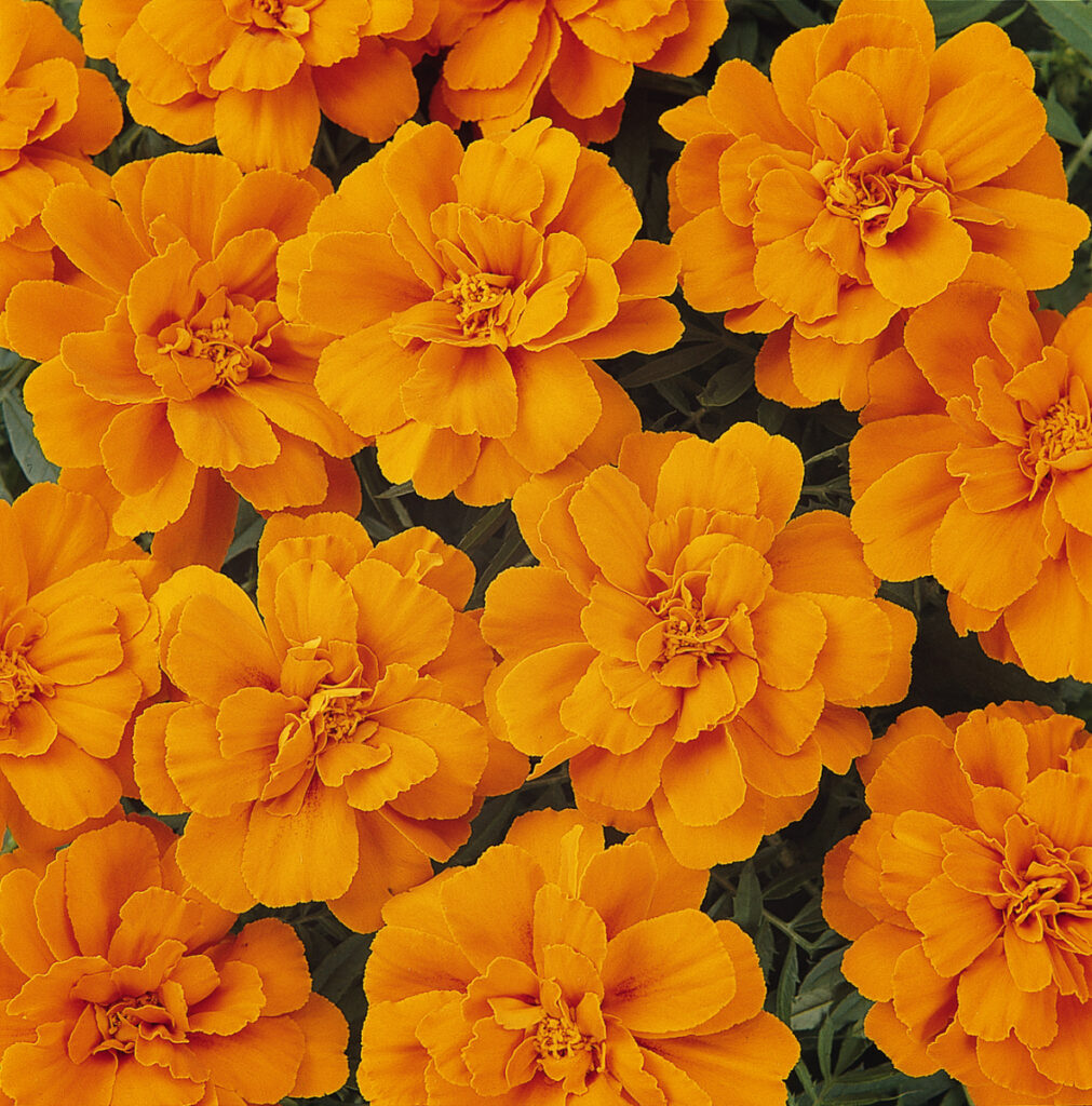 Durango Tangerine - Orange | Peoria Gardens, Inc.