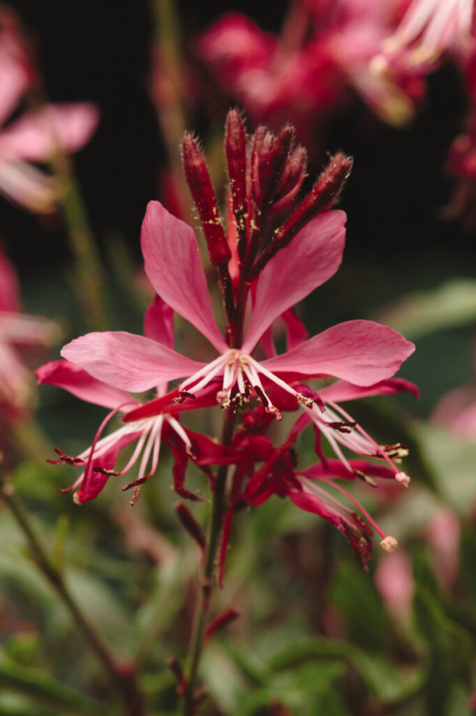 Ballerina Rose - Rose pink | Peoria Gardens, Inc.