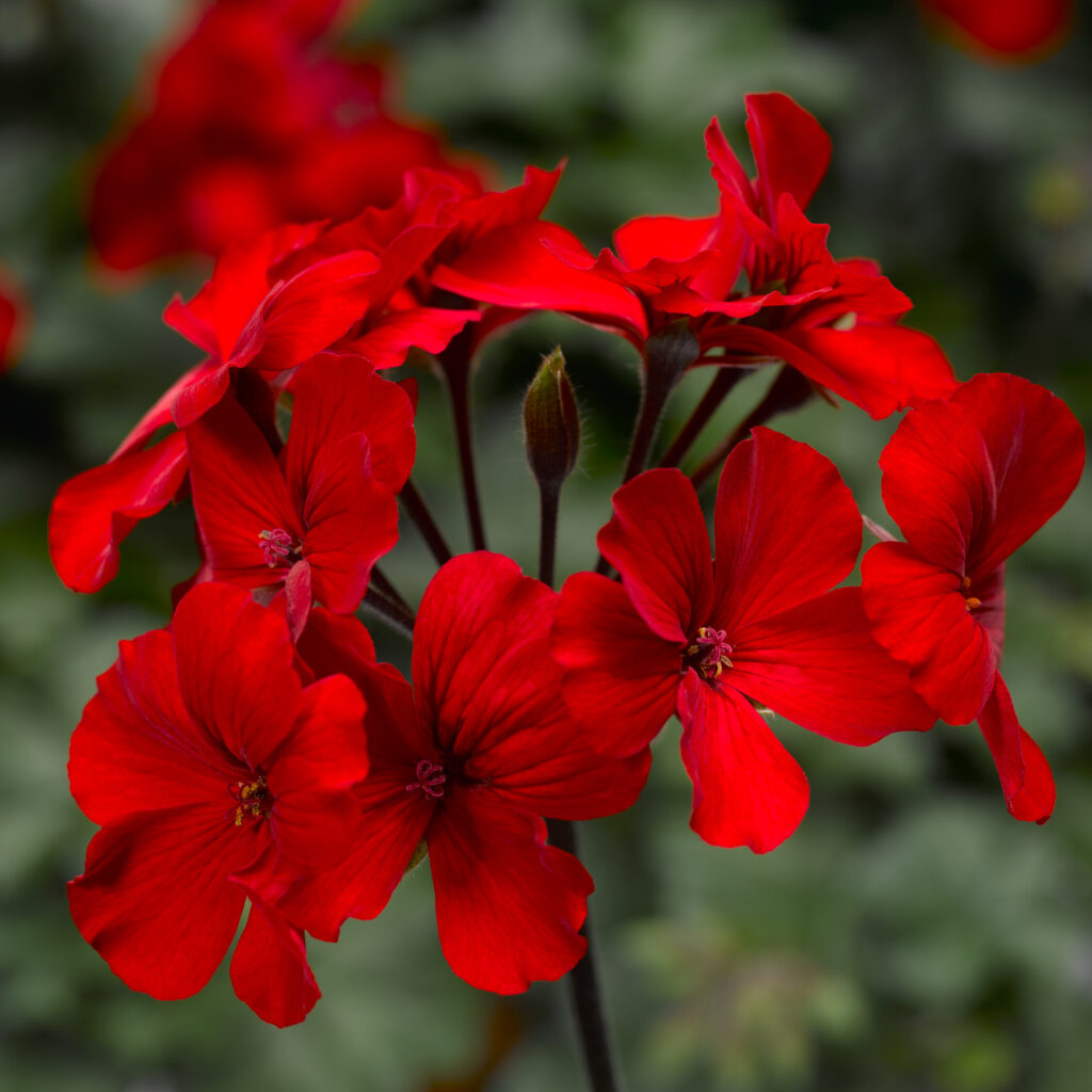 Caliente ‘Fire’ - Fiery red | Peoria Gardens, Inc.