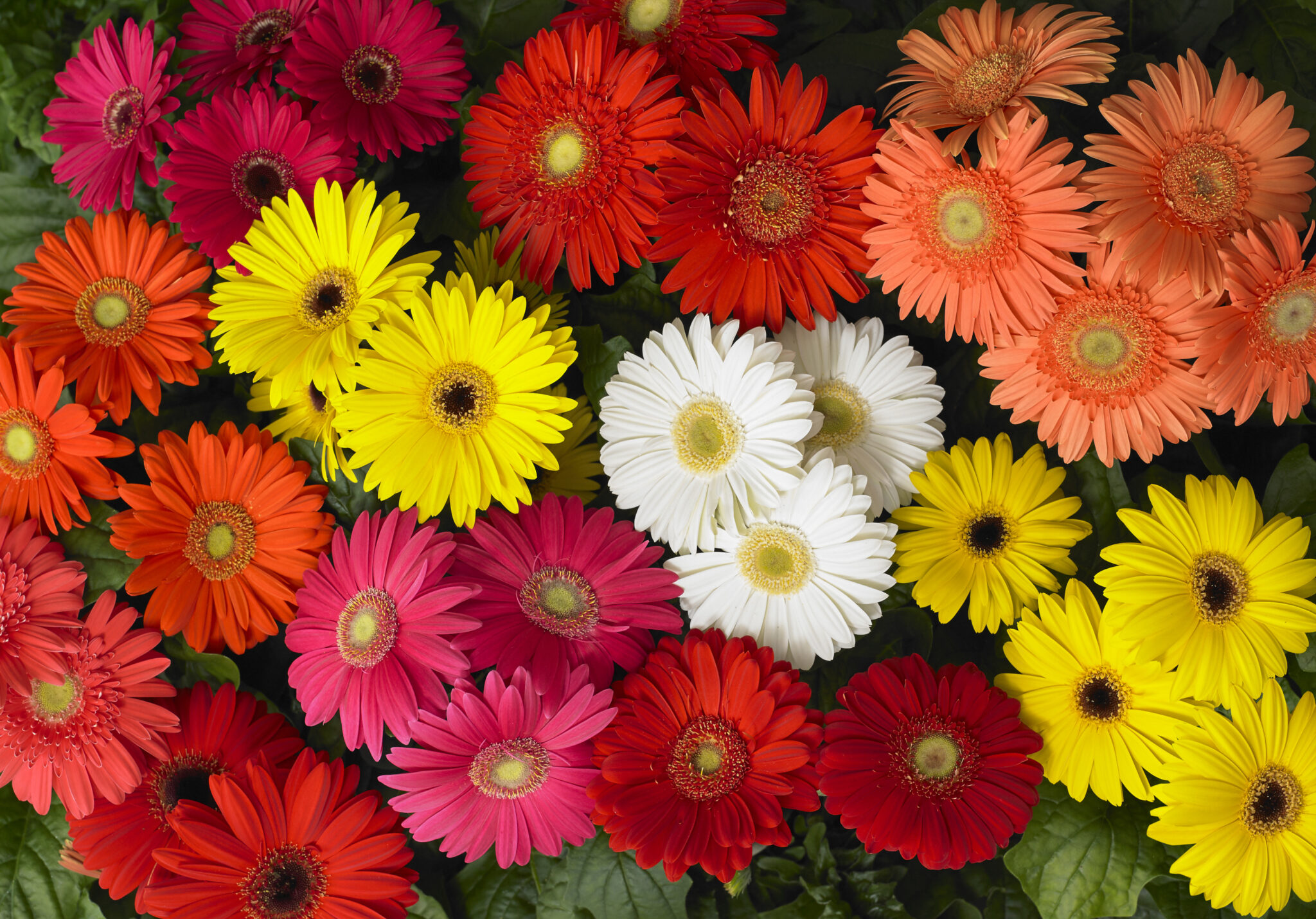 Revolution Select Mix - Mixed | Peoria Gardens, Inc.