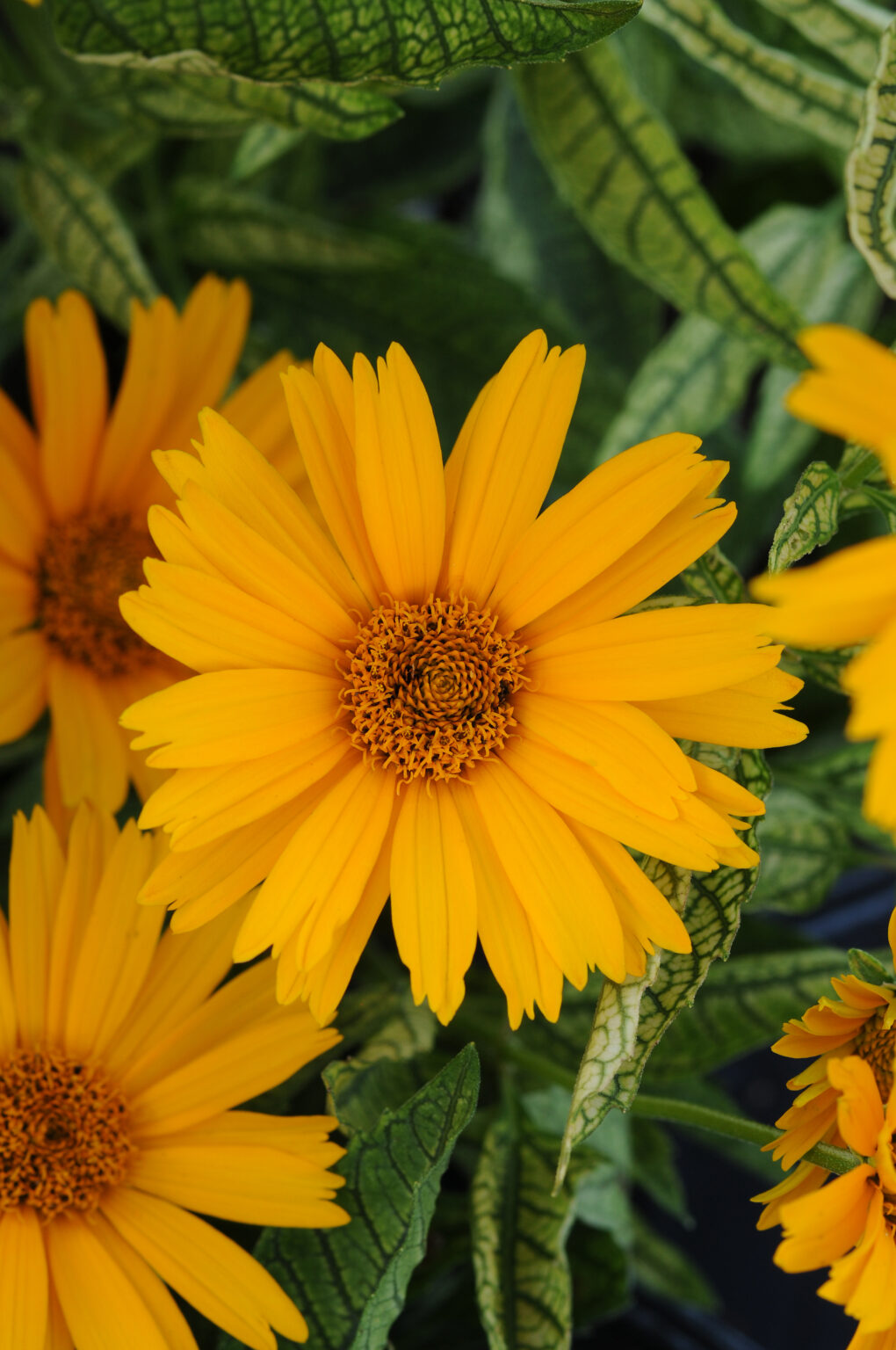 Sunstruck - Golden yellow | Peoria Gardens, Inc.