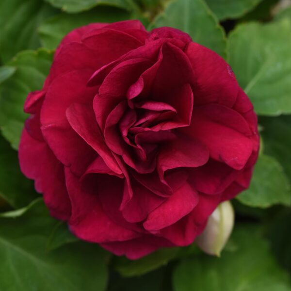 Category: What’s New | Peoria Gardens, Inc.