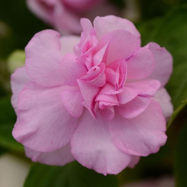 Fiesta Stardust Pink - Pink Mosaic | Peoria Gardens, Inc.