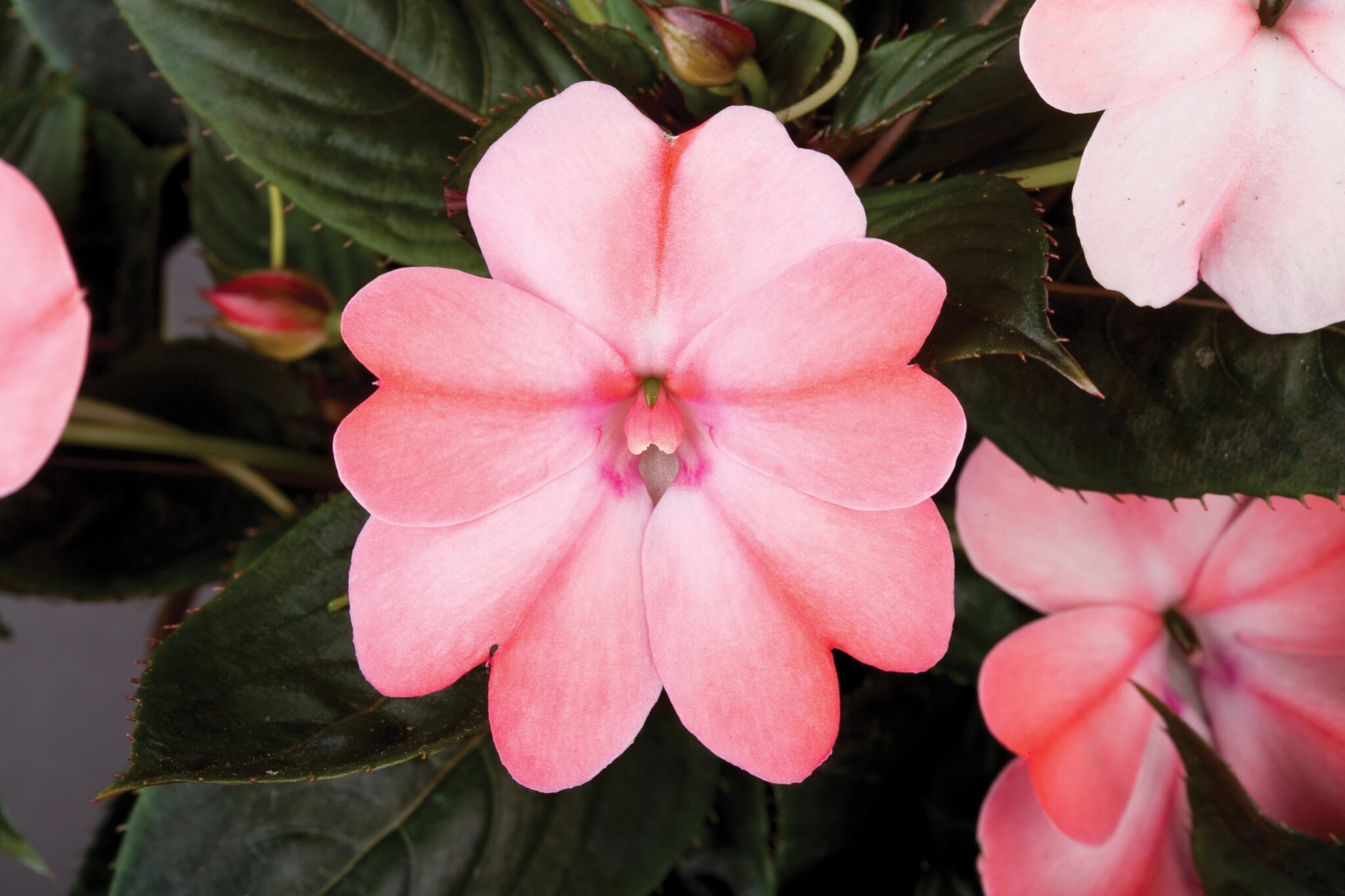 SunPatiens® Compact Blush Pink - Light Pink | Peoria Gardens, Inc.