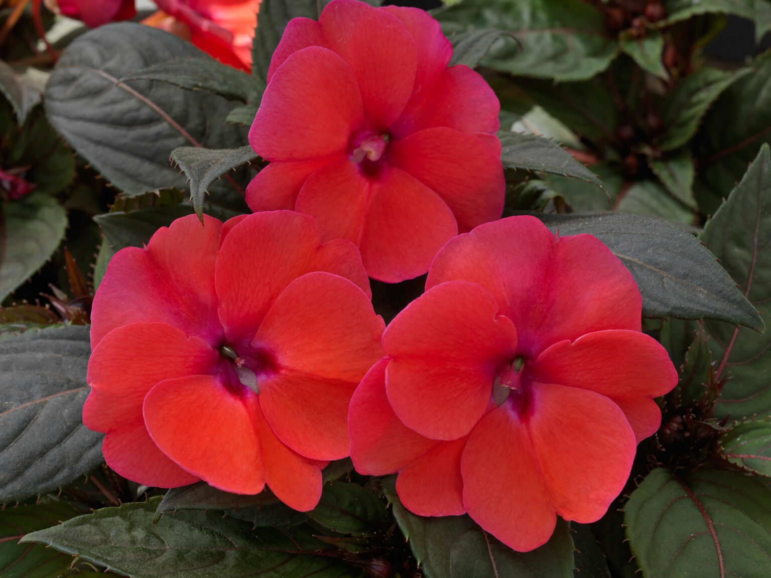 SunPatiens® Compact Deep Rose - Deep rose | Peoria Gardens, Inc.