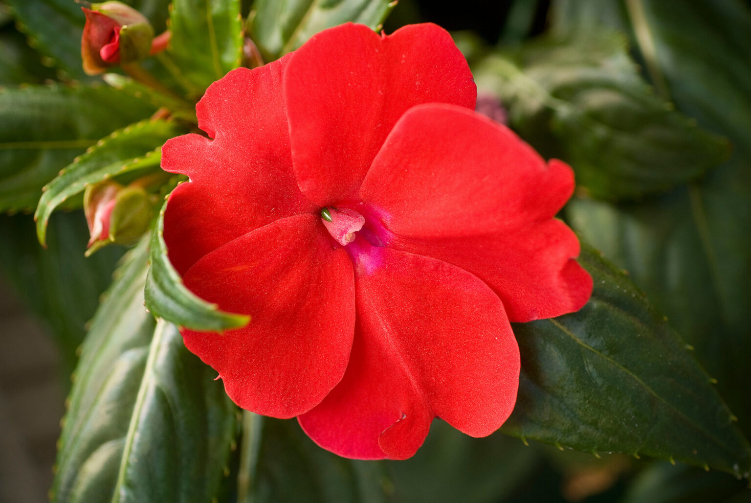 SunPatiens® Compact Red - Red | Peoria Gardens, Inc.