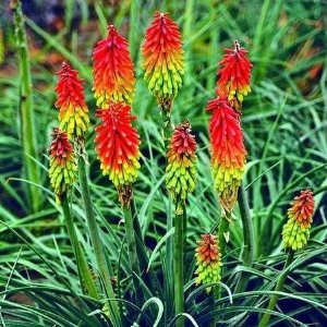 Fire Dance - Coral red turning yellow | Peoria Gardens, Inc.