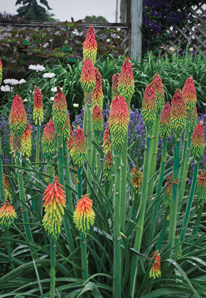 Fire Dance - Coral red turning yellow | Peoria Gardens, Inc.