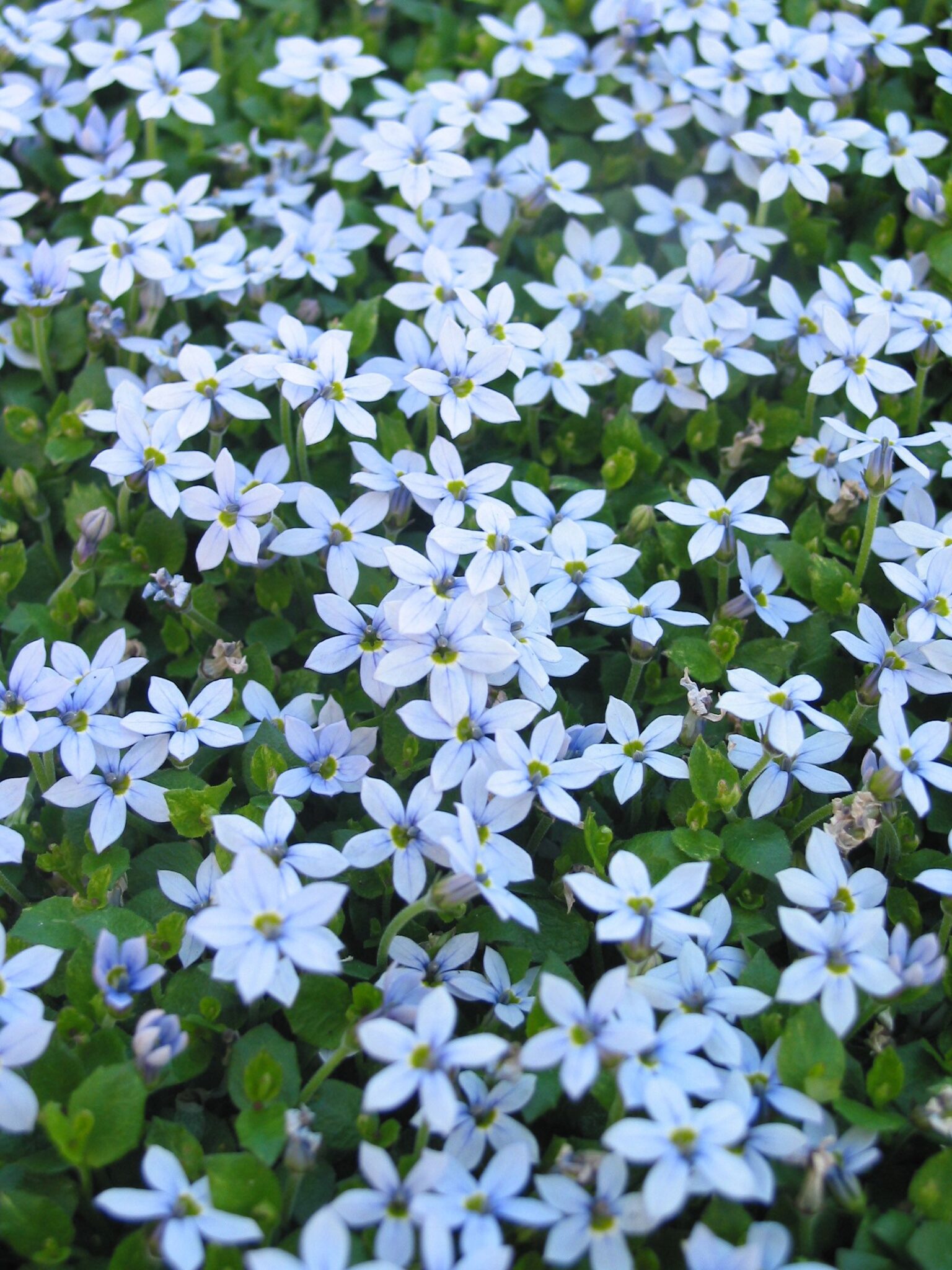 Blue Star Creeper - Sky blue | Peoria Gardens, Inc.