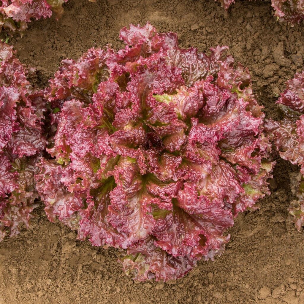 New Red Fire - 58 days. Organic | Peoria Gardens, Inc.