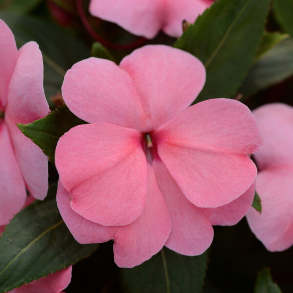 Category: Annuals | Peoria Gardens, Inc.