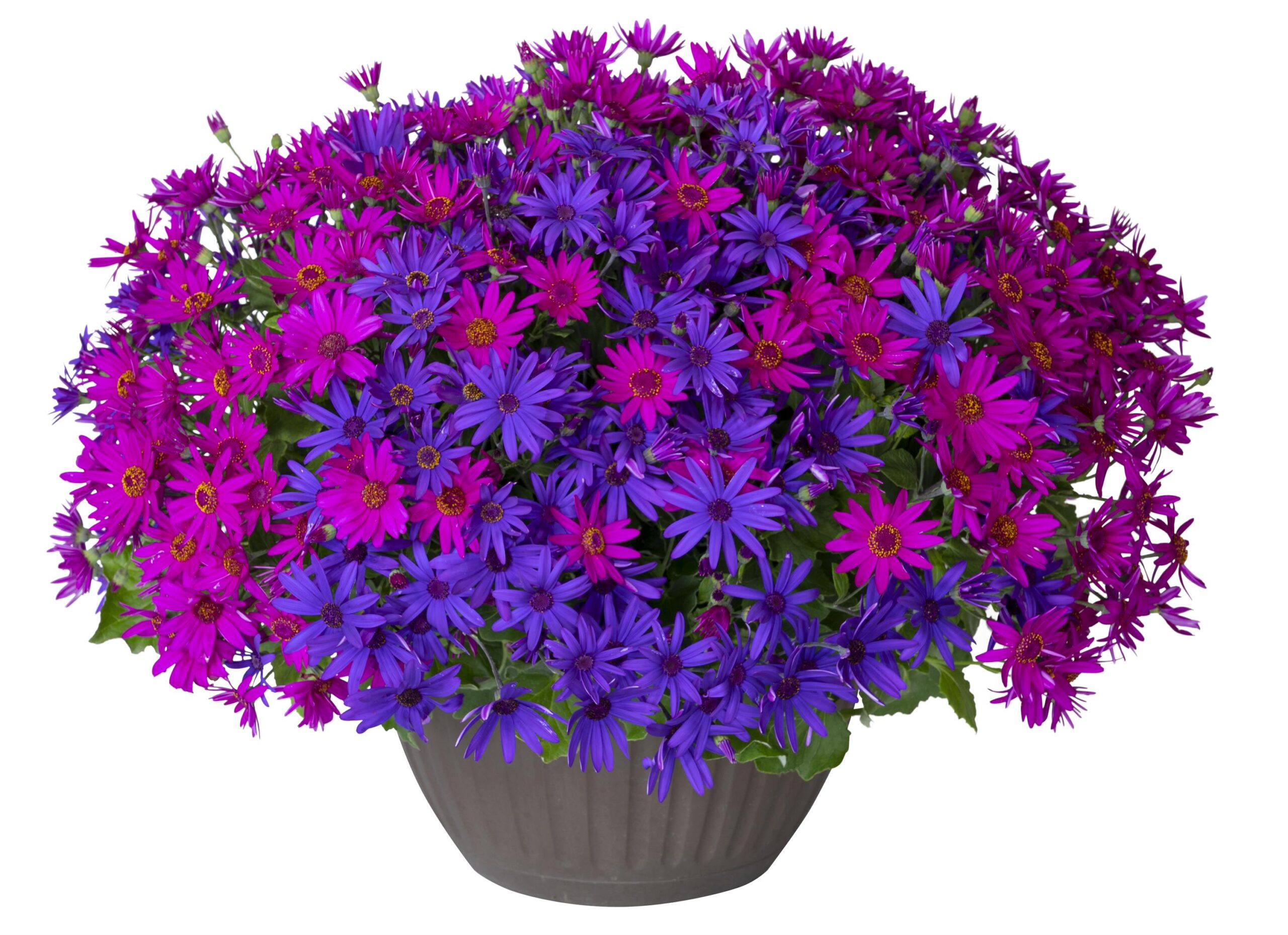 Senetti® Neon Nites - Deep Blue & Magenta | Peoria Gardens, Inc.