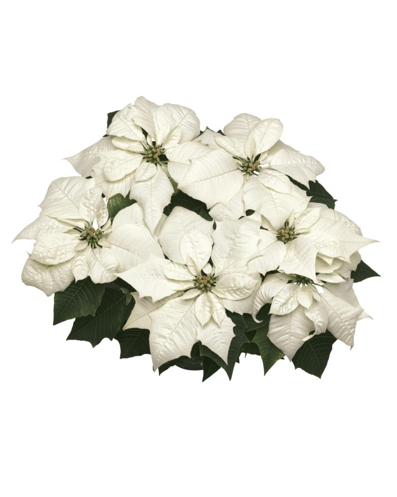 Alaska White - Bright White | Peoria Gardens, Inc.
