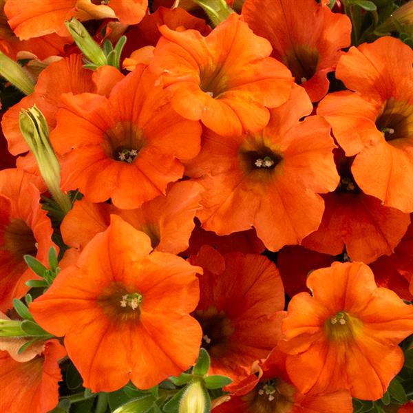 Inferno™ The Orange! - Fiery Orange | Peoria Gardens, Inc.