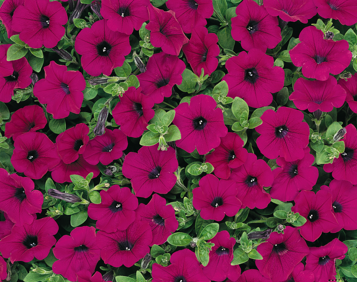 Purple Wave - Magenta Purple | Peoria Gardens, Inc.