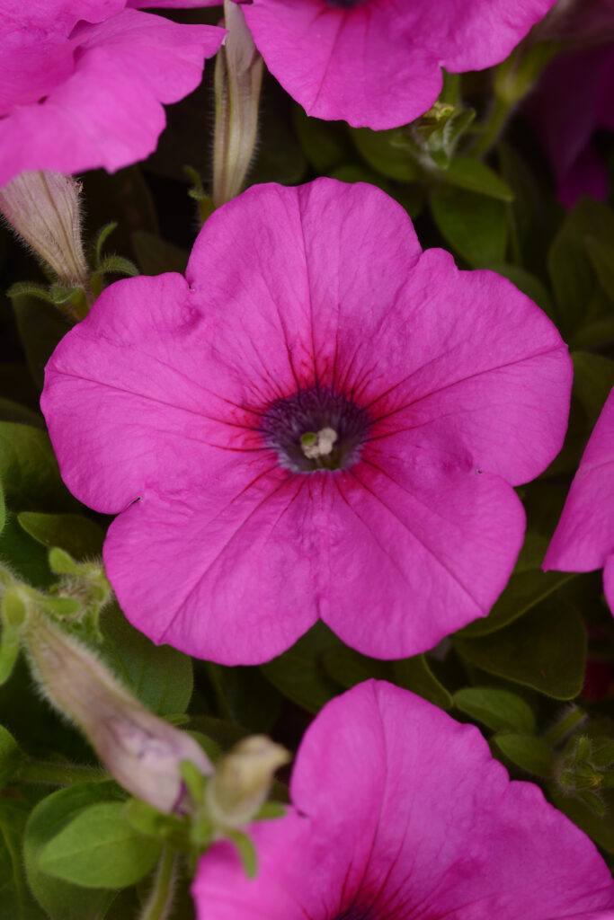 Neon Rose Wave - Hot Rose | Peoria Gardens, Inc.
