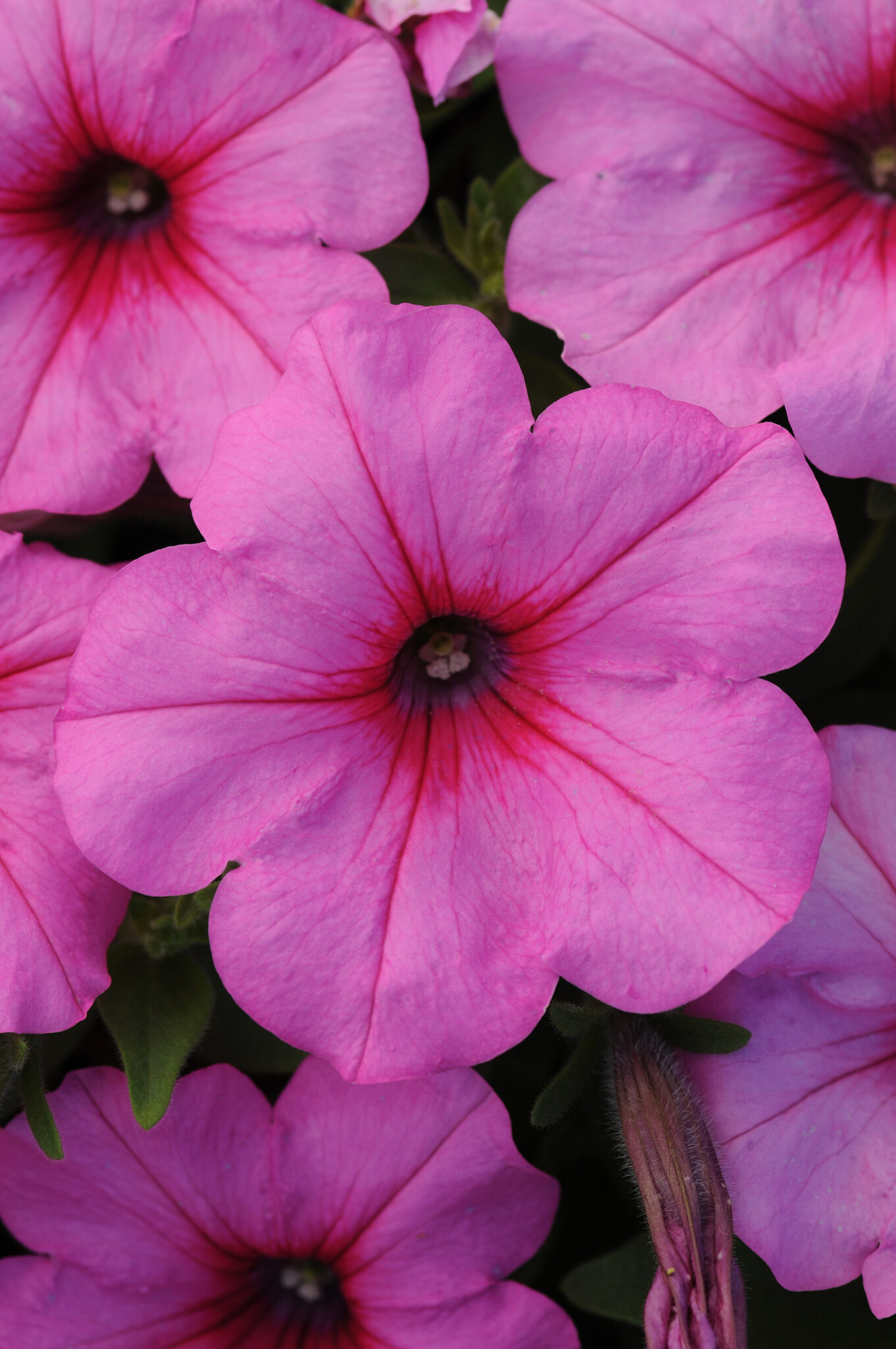 Pink Passion Wave - Hot Pink with red center | Peoria Gardens, Inc.