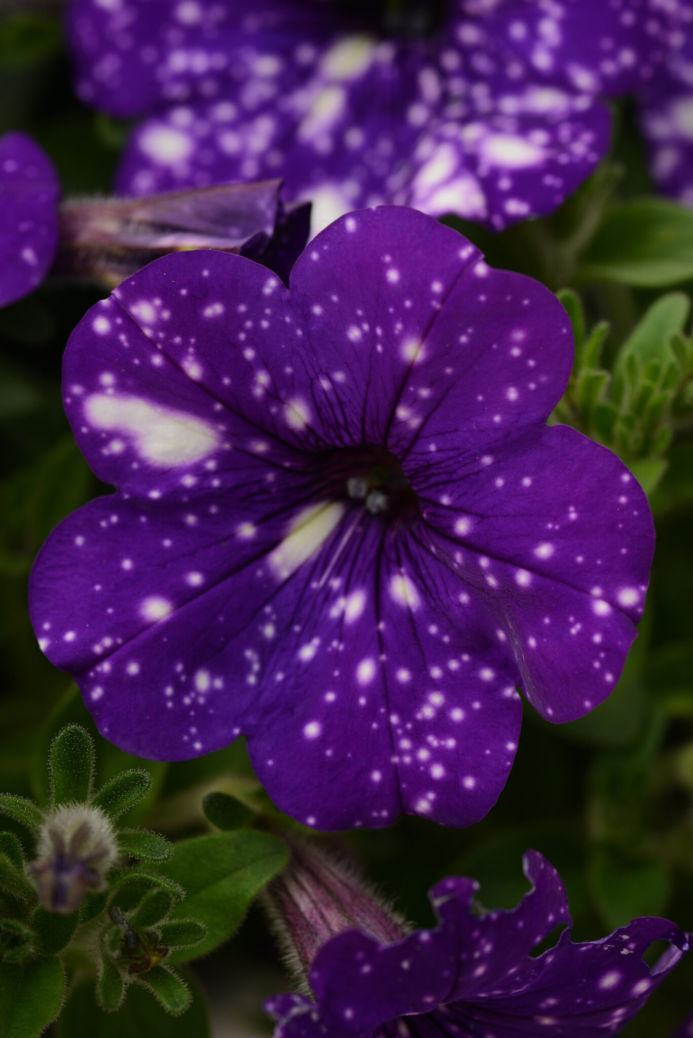 Headliner™ Night Sky - Violet w/ Speckled White | Peoria Gardens, Inc.