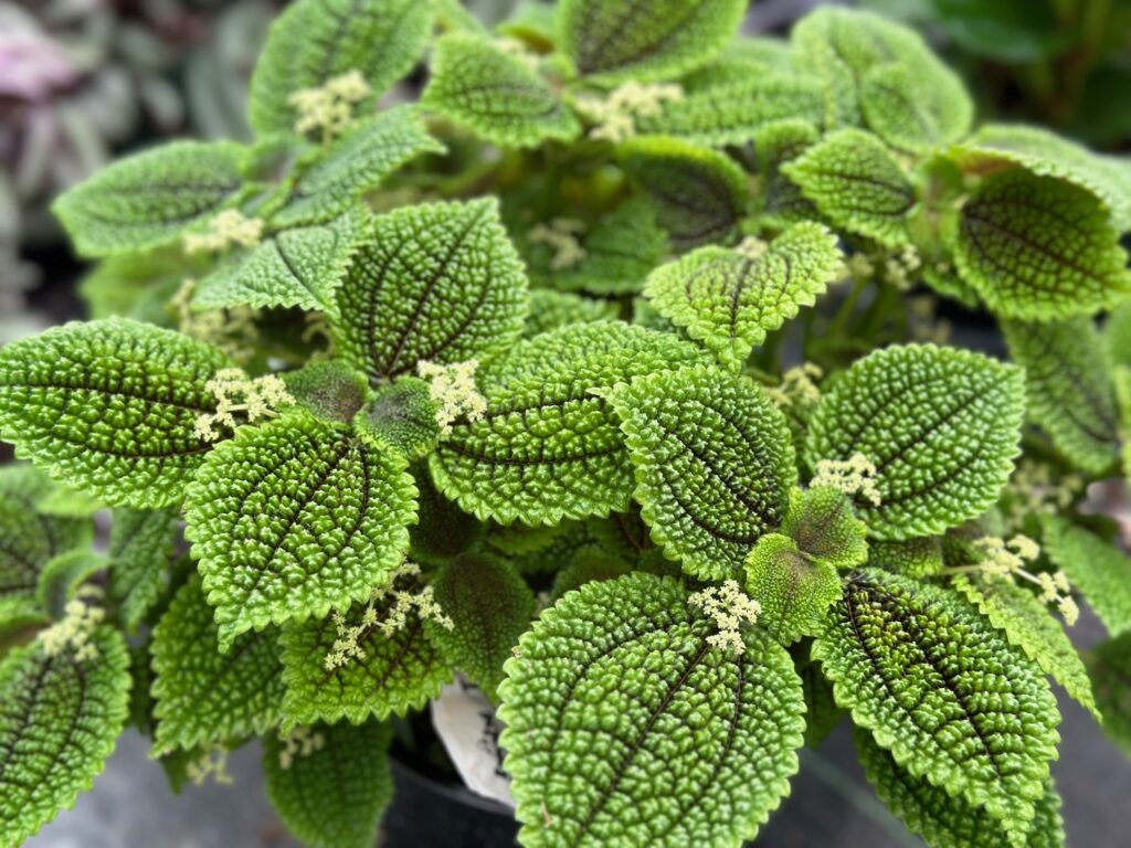Moon Valley - Green w/ Copper veins | Peoria Gardens, Inc.