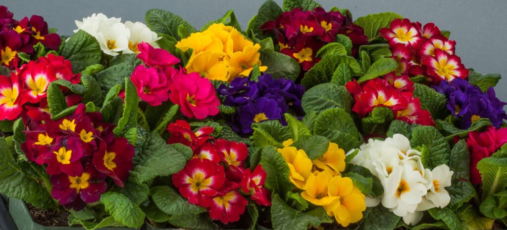 Danessa™ Mix - Mixed | Peoria Gardens, Inc.