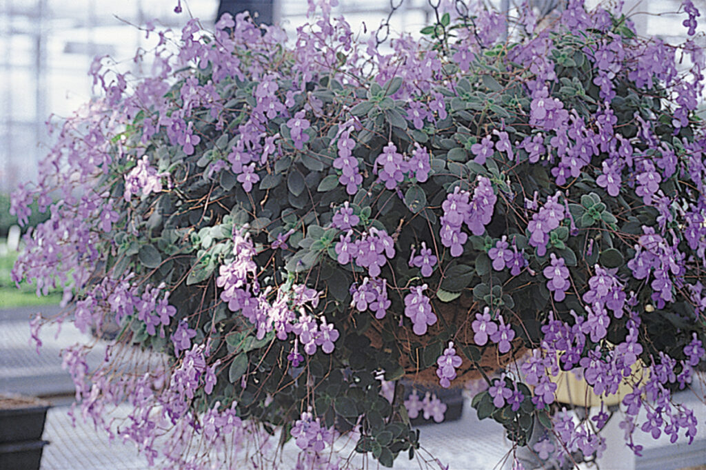 Concord Blue - Purple | Peoria Gardens, Inc.