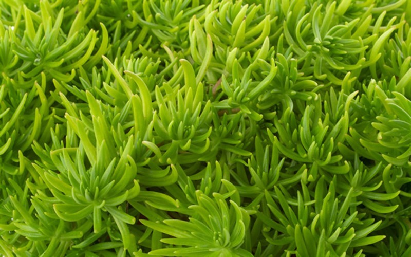 Lemon Ball - Yellow | Peoria Gardens, Inc.