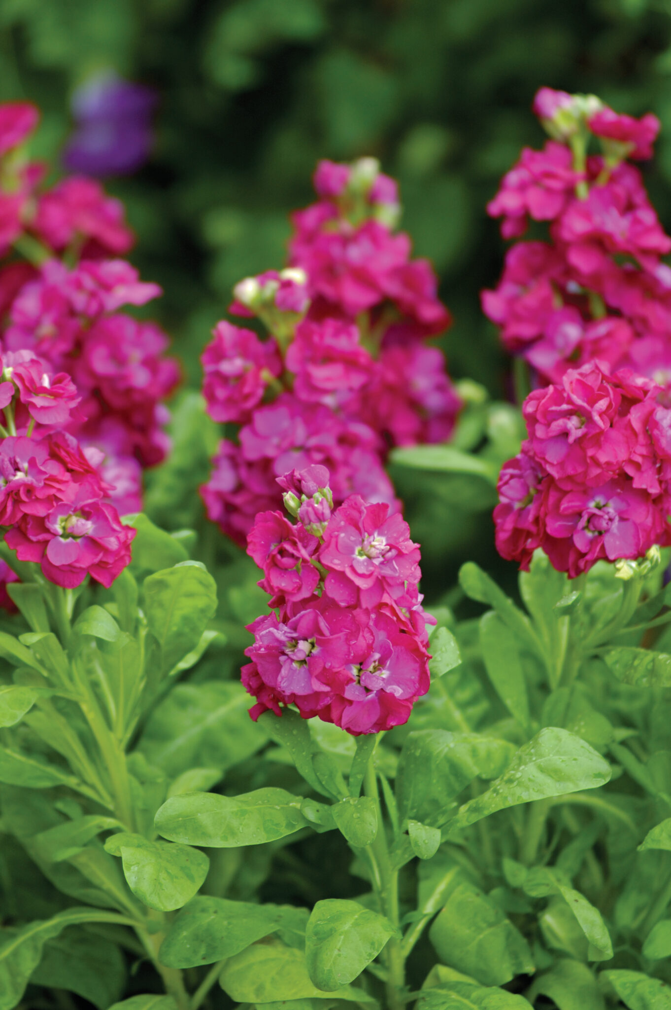 Hot Cakes Hot Rose - Hot rose | Peoria Gardens, Inc.