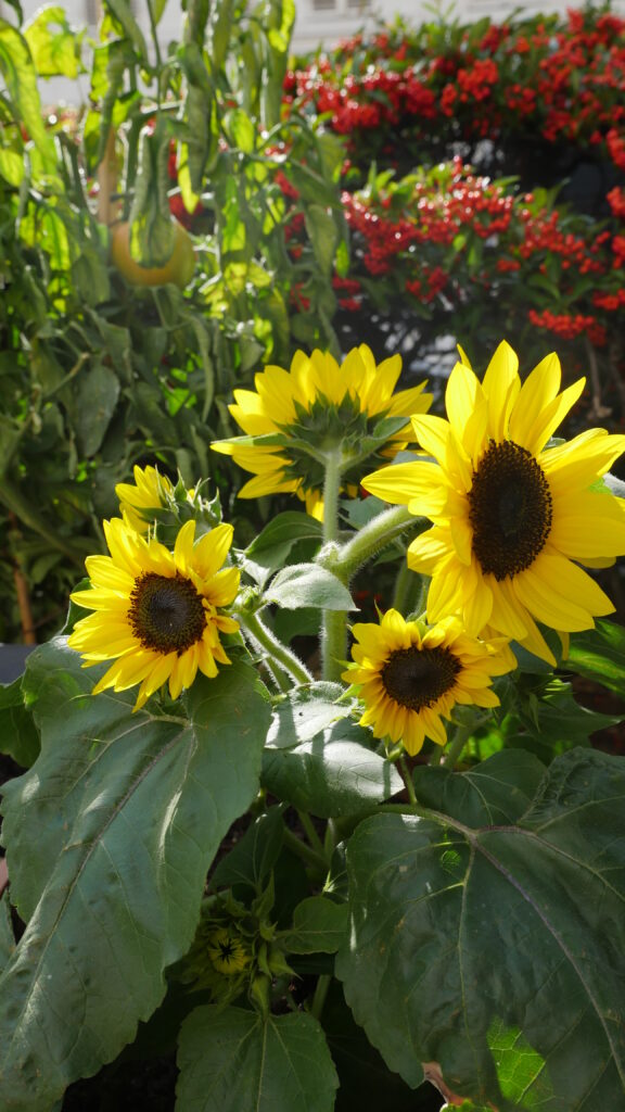 Suntastic Yellow - Yellow | Peoria Gardens, Inc.