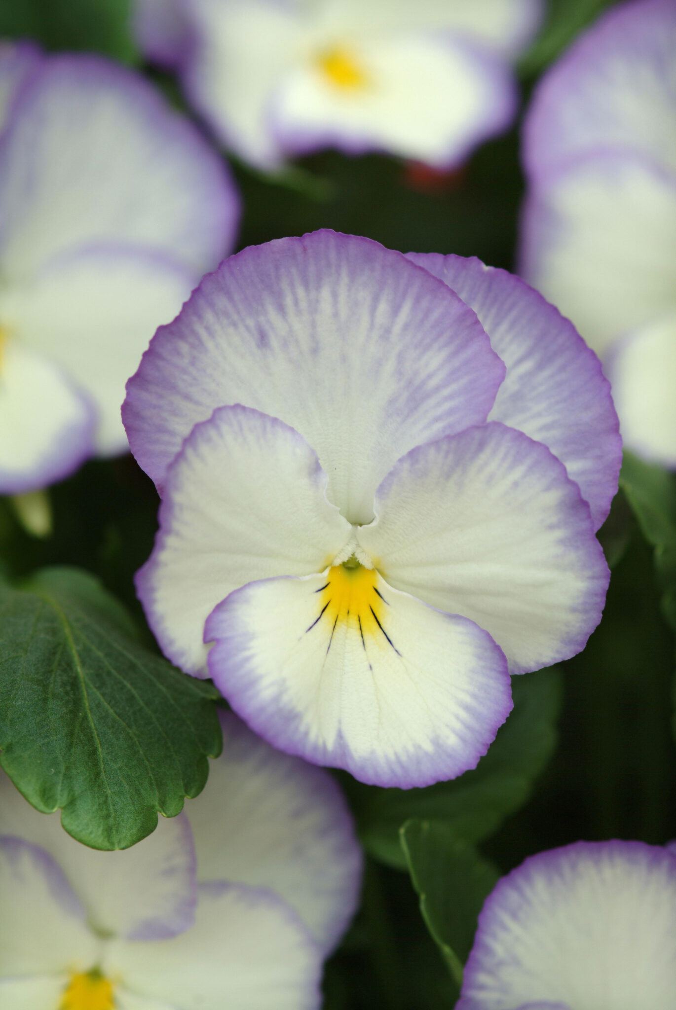 Blue Moon - Pale blue with yellow eye | Peoria Gardens, Inc.