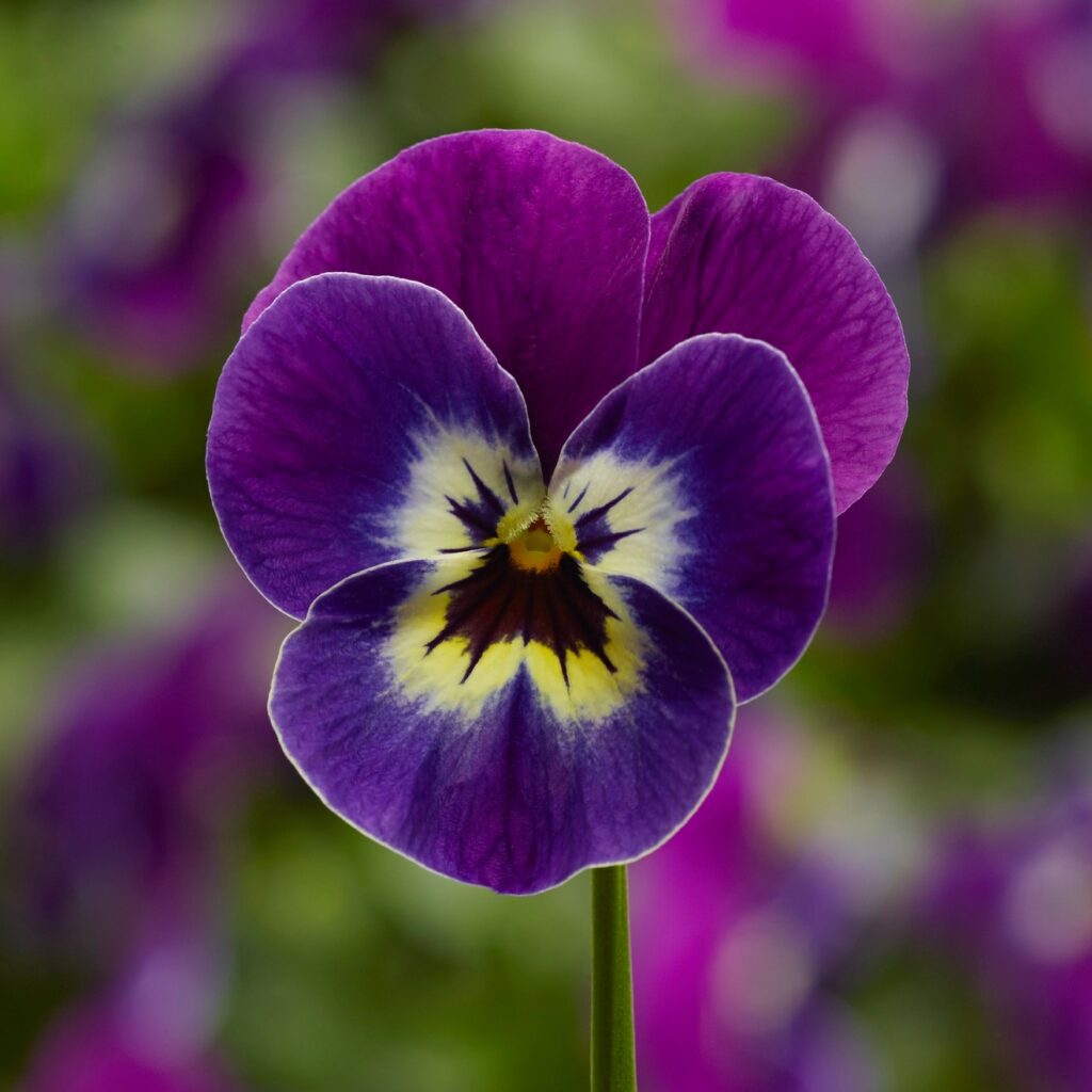 Penny Violet Face - Violet w/ face | Peoria Gardens, Inc.