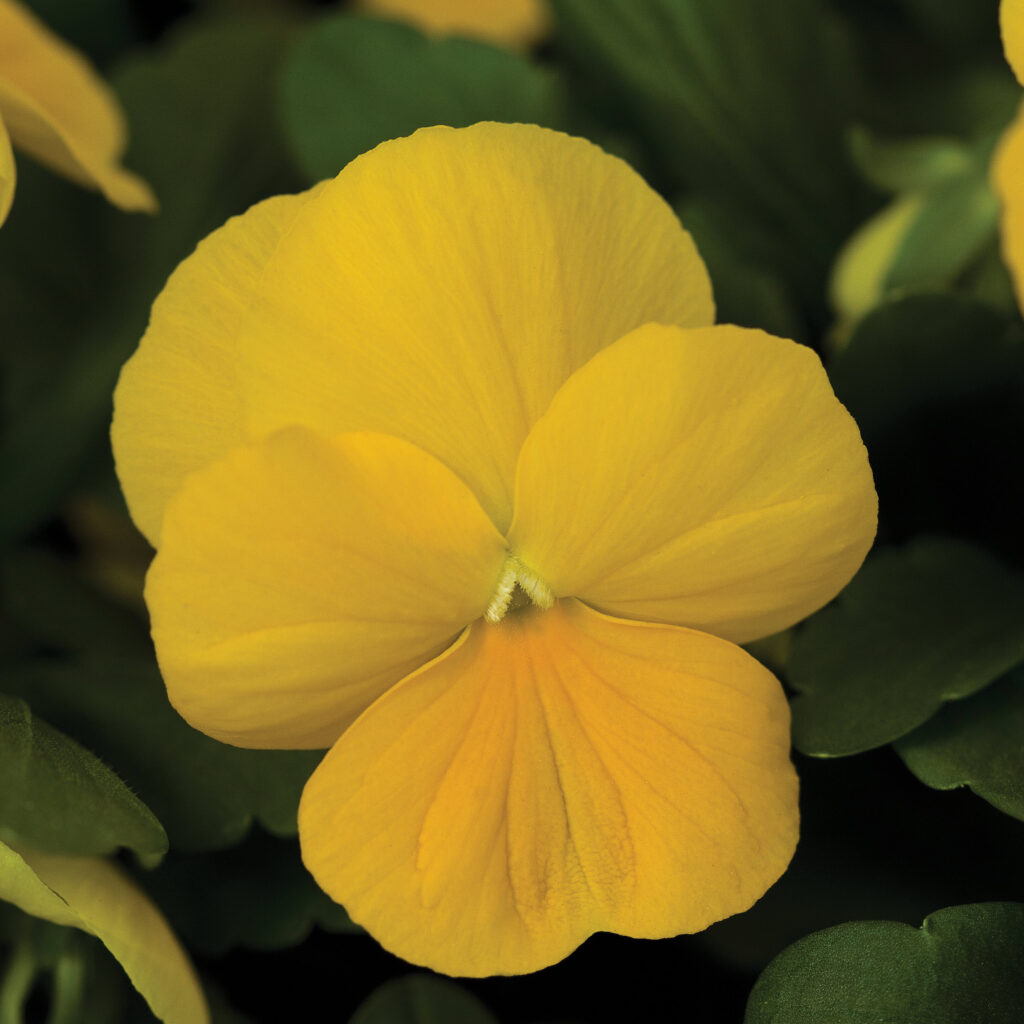 Penny Yellow - Rich Yellow | Peoria Gardens, Inc.