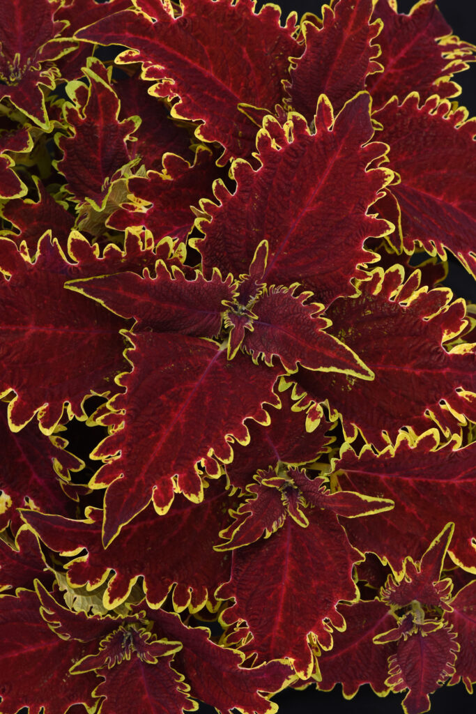 Vulcan - Red w/ Yellow edges | Peoria Gardens, Inc.